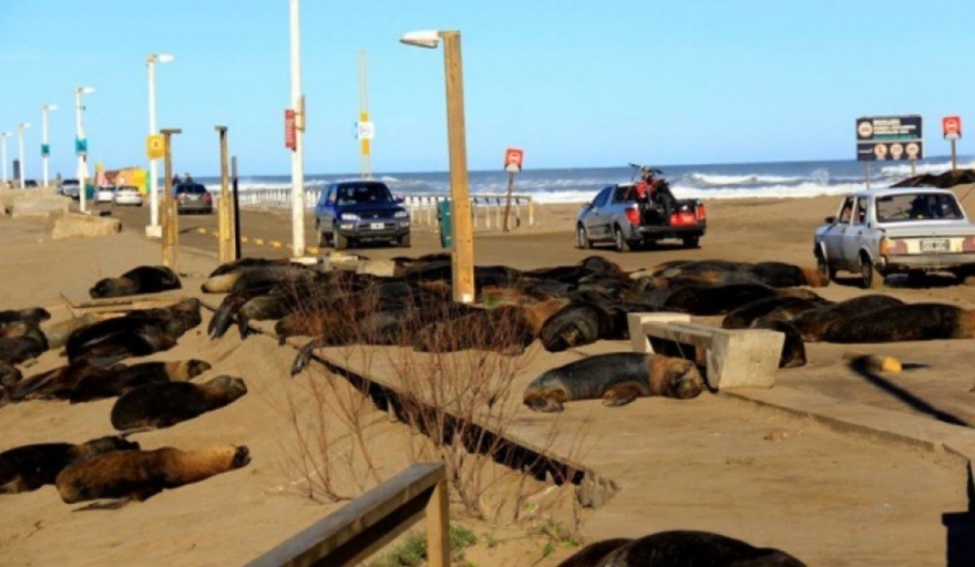 Necochea: decenas de lobos marinos muertos llegaron a la costa e ...