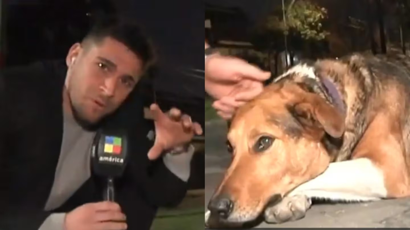 La triste historia de Bruno, el perro de Valentín Alsina que se hizo ...
