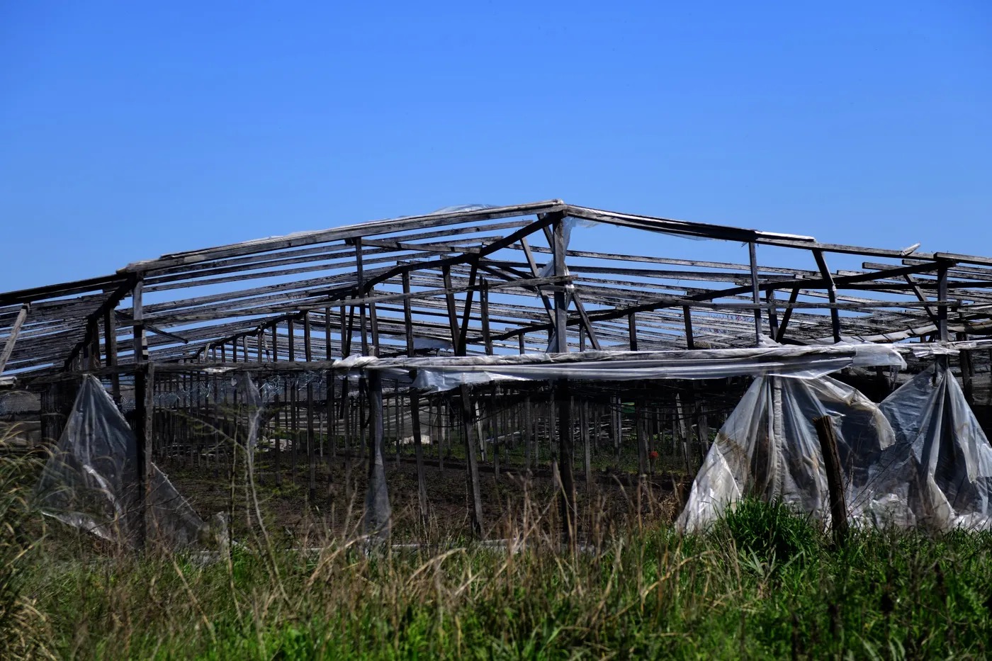 Quinteros de La Plata: "La tormenta destruyó nuestras producciones y ...