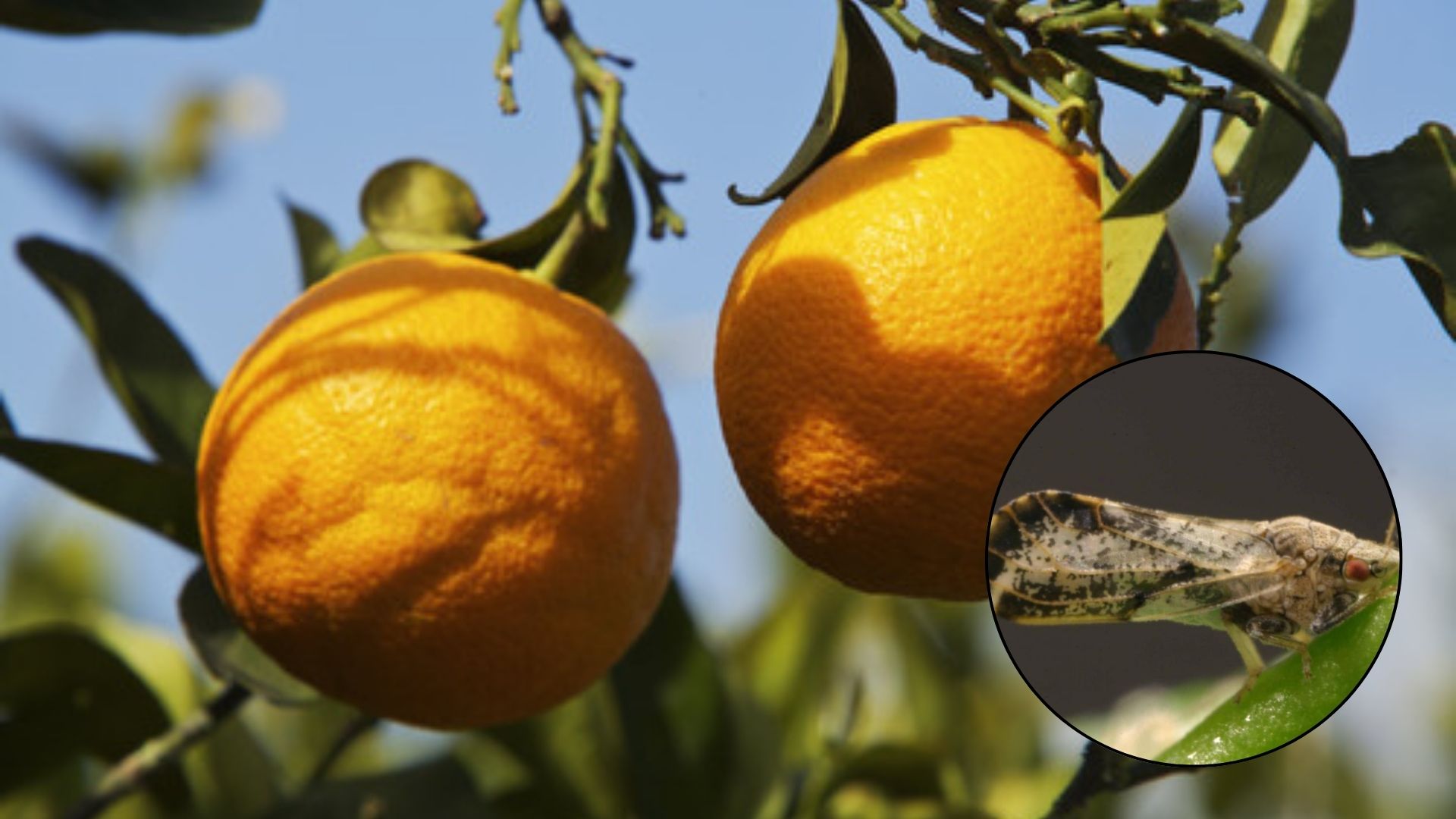 Alerta fitosanitaria para San Pedro y Baradero por presencia de la ...