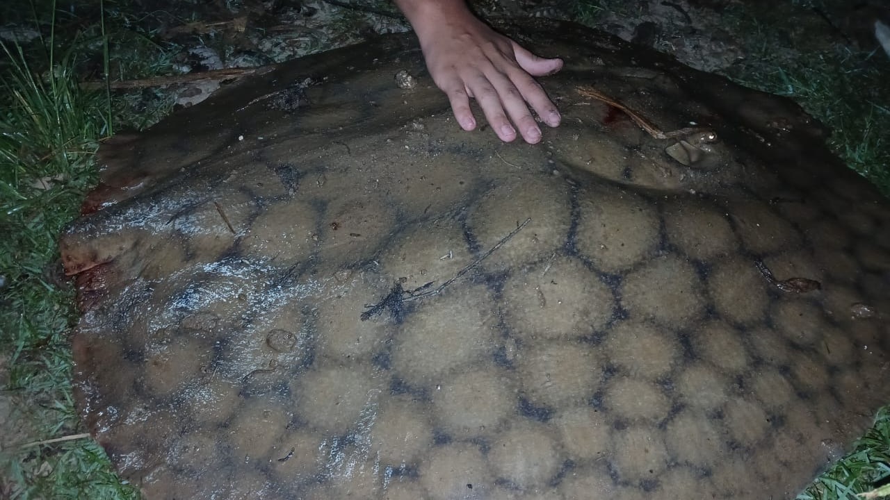Una noche de pesca en el río Paraná: el día en que una raya se ...