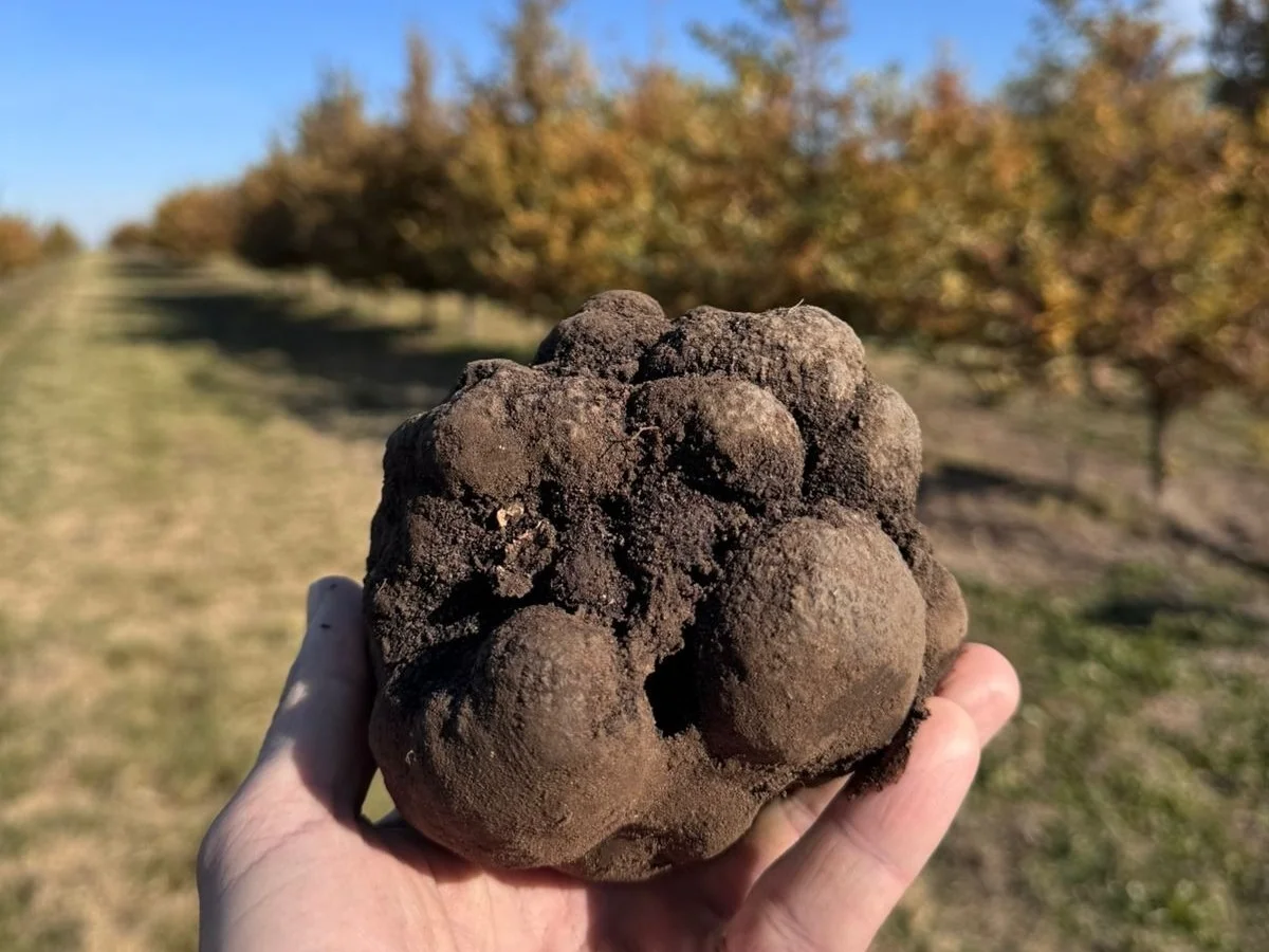 Espartillar celebra la Fiesta de la Trufa Negra, el “diamante negro ...
