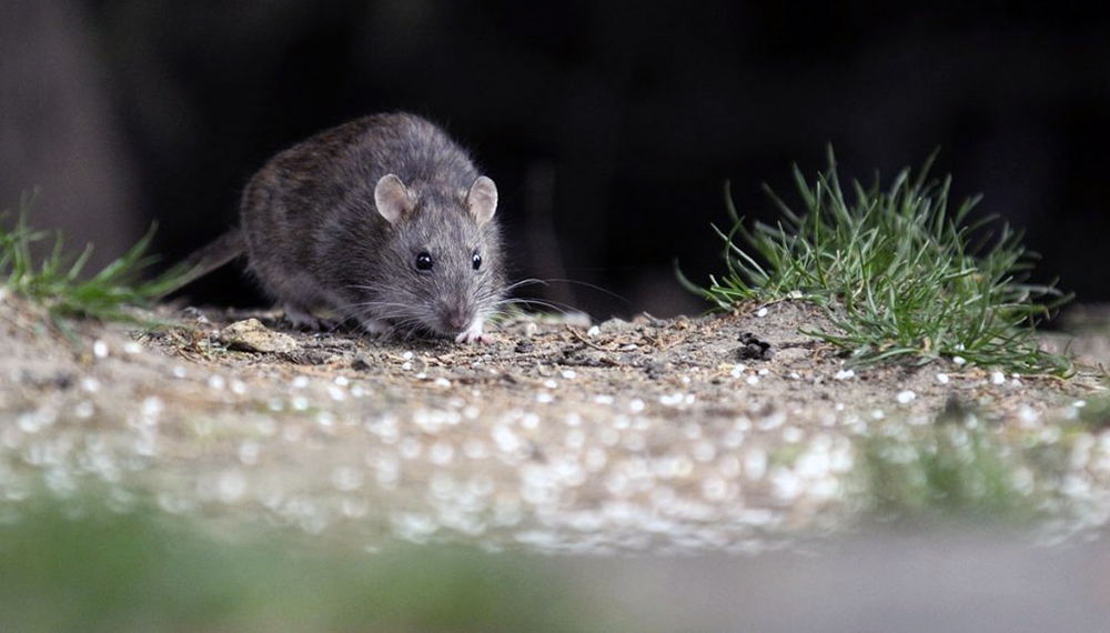 Hantavirus en Provincia de Buenos Aires: Salud confirmó más casos y se ...